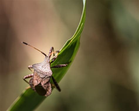 Premium Photo Leather Bug On A Blade Of Grass