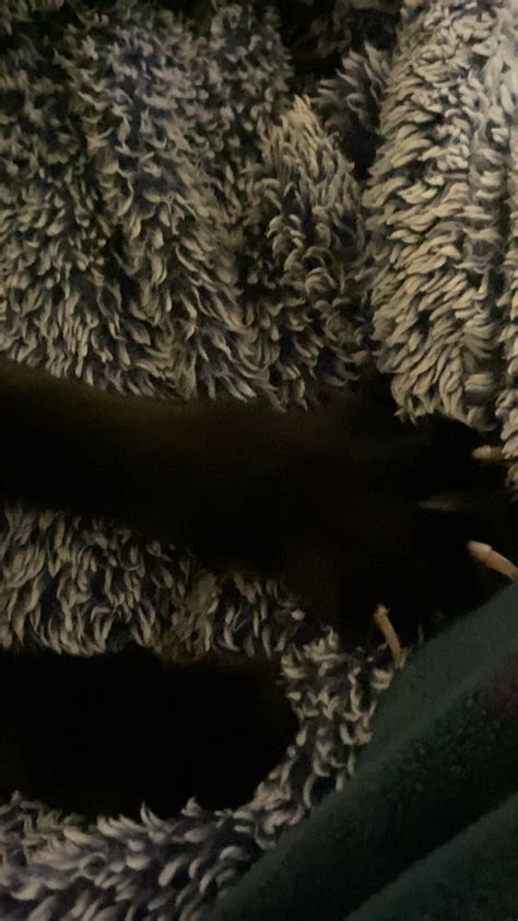 Her Claws Are Little Razors But Her Face Is That Of An Angel Rblackcats