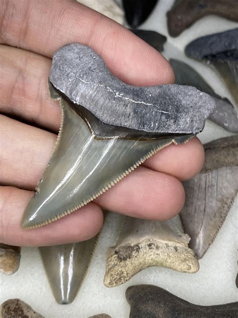 Striking Color R Fossils