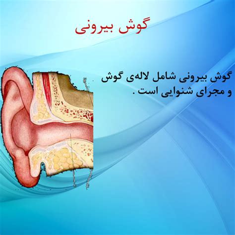پاورپوینت طراحی آموزشی کتاب علوم تجربی پایه پنجم ابتدایی گوش اندام حس