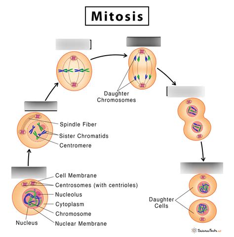 Cell Division Diagram Quizlet