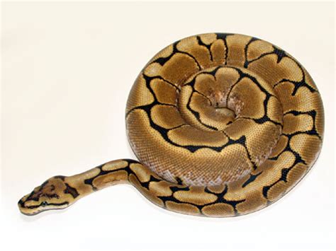 World Of Ball Pythons Genetic Calculator