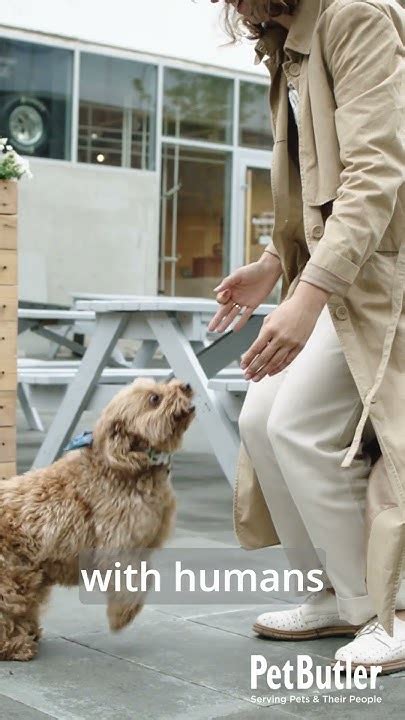 Why You Should Socialize Your Dog Youtube