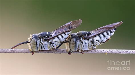 Leaf Cutting Cuckoo Bees Photograph By Ozgur Kerem Bulurscience Photo