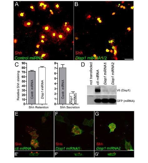 Disp1 Is Required For The Basolateral Secretion Of Shh Mdck Cells Were