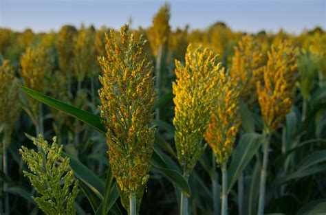 Sorghum Situation Mecardo