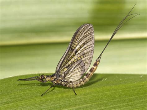 Nature Studies Mayflies Offer Gripping Scenes Of Mass Birth Mass Sex