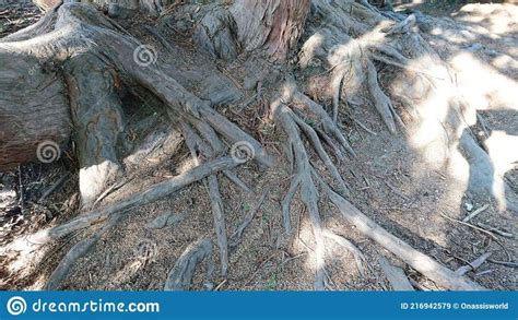 Photo About Tree Roots In The Shade Image Of Shade Roots Nature 216942579 Tree Roots