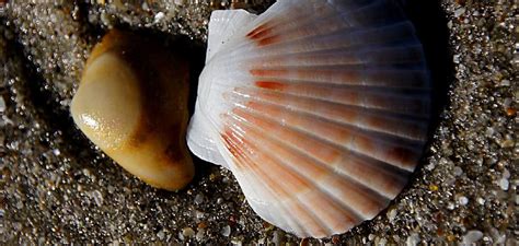 Scallop Spiritual Meaning Symbolism And Totem 2023