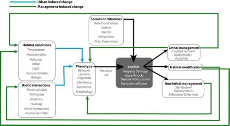 Conceptual Framework Illustrating The Processes Contributing To Shaping