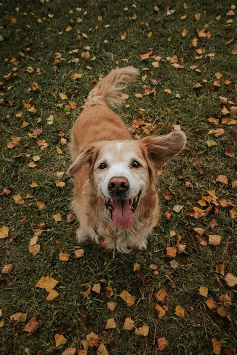 가을 단풍 속의 행복한 골든 리트리버 · 무료 스톡 사진