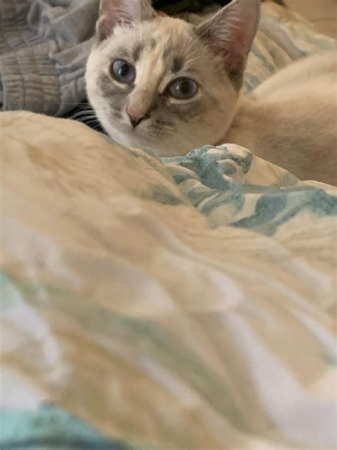 No So Sure My Girl Belongs Here Rlynxpointsiamese