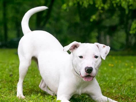 Severely Abused Dog Rescued From Iran Finds Hope In Howard County