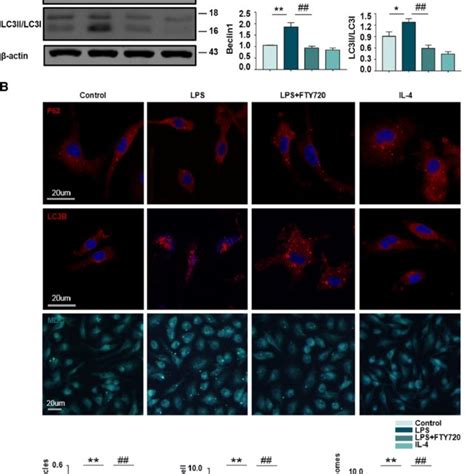 Fty720 Repressed Autophagy In Microglia A Autophagic Flux Markers
