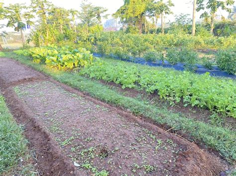 สวนแบ่งบ โรงเรียนเซนต์ยอแซฟนาแก Saint Joseph Nakae School