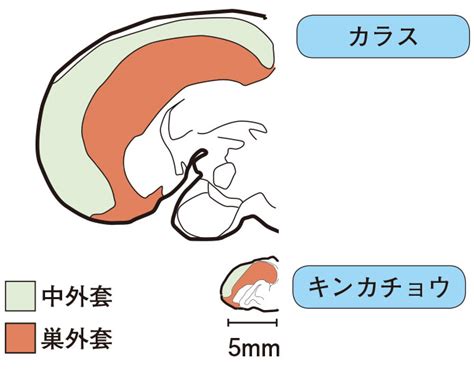 第10章 もうひとつの高次脳システムの出現︱鳥類の脳 一色出版