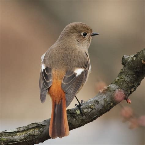 万博記念公園で生き物について学び調べてみよう みんなで自然調べ隊 1冬の野鳥① 2冬の野鳥② 万博記念公園