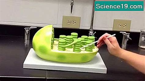 Chloroplast I Mitochondria Jakie Są Podobieństwa I Różnice 💫 Naukowe