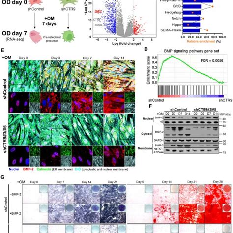 Osteogenic Differentiation Potential Of Hmscs Is Ctr9 Dose Dependent