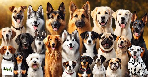 اسم سگ نر و ماده با معنی و بامزه و فارسی