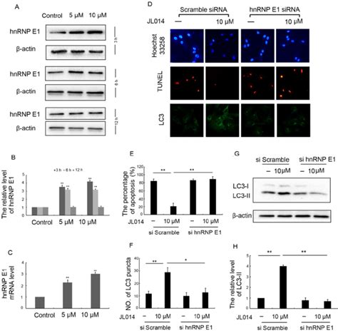 Hnrnp E1 Mediated The Inhibition Of Apoptosis And Promotion Of