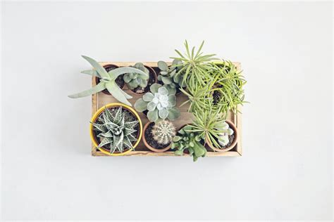Quelles plantes d intérieur choisir pour votre décoration woeb fr
