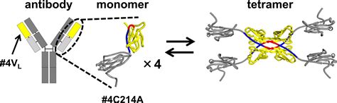 3D Domain Swapping A Game Changer In Understanding Antibody Light Chains