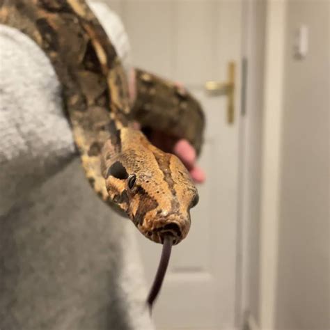 Crystal Jelly Exotics