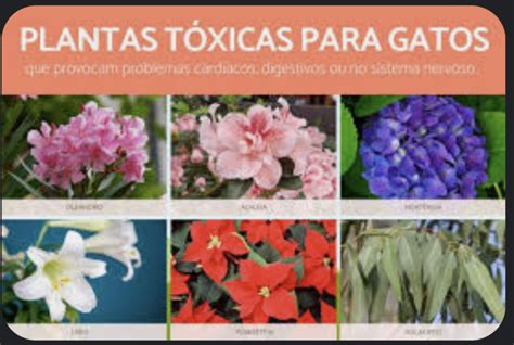 Plantas Venenosas Para Gatos Canis E Felis