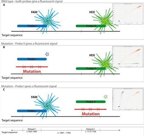 Kit Exon 11 Mutationdeletion Detection Assay A When No Mutation Is