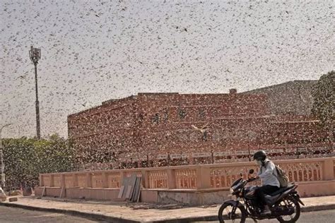 India Hit By Worst Locust Plague In 30 Years In The Middle Of