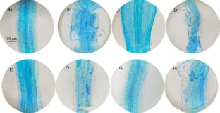 Co Journal Of Soil Science And Plant Nutrition X Mol