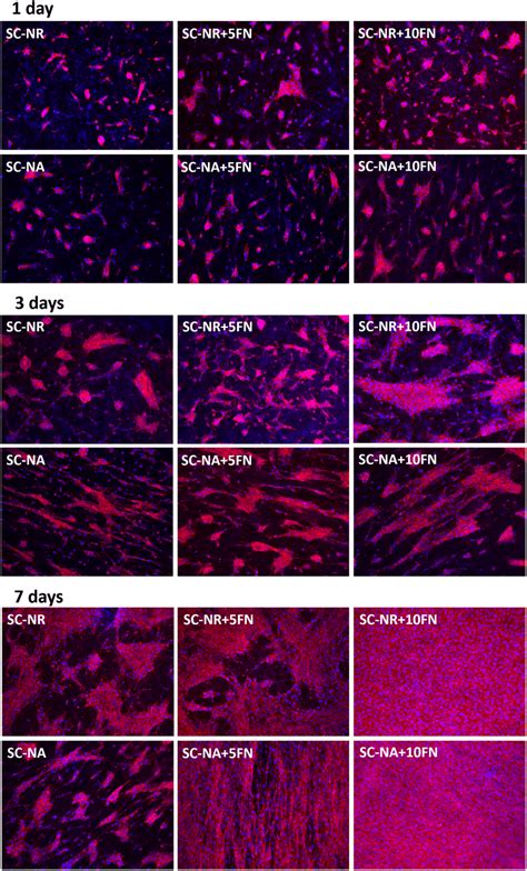 Cell Adhesion And Spreading On Nanofiber Scaffolds Either Associated Download Scientific