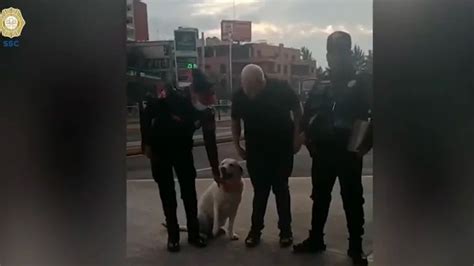 Perrita no pasará Año Nuevo en la calle elementos de la SSC la reunieron con su dueño en la