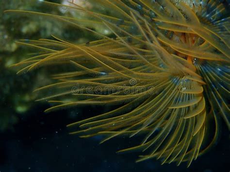 Marine Polychaete Mediterranean Fanworm Or Feather Duster Worm