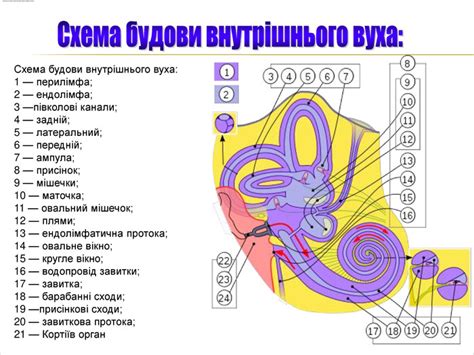 Презентація Орган слуху