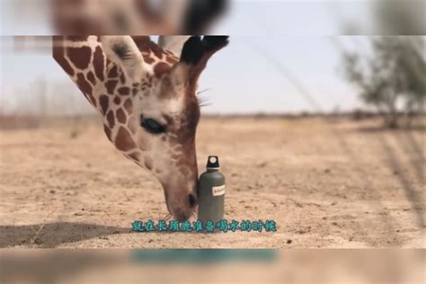 长颈鹿和大象正面较量，大战一触即发，谁才是陆地之王？