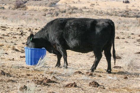 On Farm Analytics For Troubleshooting Forage Challenges Progressive