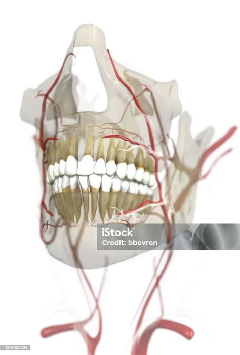 정맥과 신경 흰색 배경 3d 렌더링과 구강 안면 치과 해부학의 대각선보기 3차원 형태에 대한 스톡 사진 및 기타 이미지 3