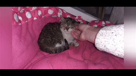 Спасение уличного котёнка😇 Youtube