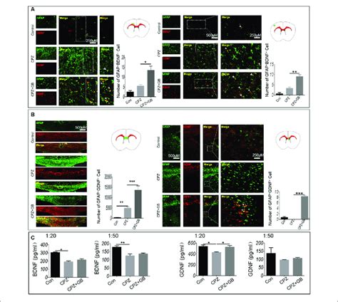Gb Induced The Production Of Bdnf And Gdnf From Astrocytes Mice Were