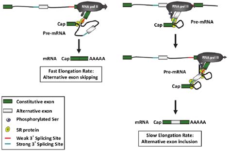 Kinetic Model For Co Transcriptional Splicing The Regulation Of