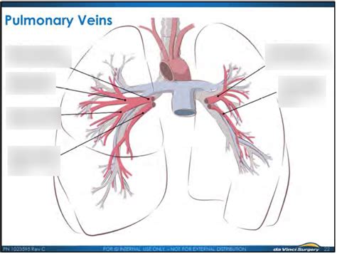 Pulmonary Veins Diagram