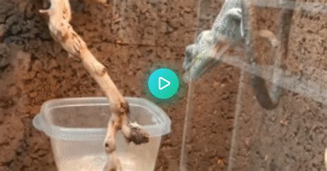 Having Issues Eating Album On Imgur
