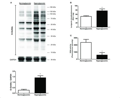 Effect Of Glycemia On O Glcnac Modified Protein Profile In Human
