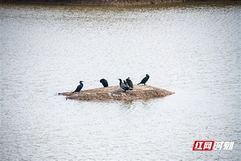 觀鳥集丨萬類霜天競自由 洞庭湖上的飛羽交響曲 壹讀