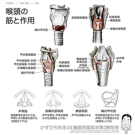 喉頭の筋と作用 声帯筋 甲状披裂筋内筋 声帯ヒダの緊張を減じ音程を下げる 後輪状披裂筋 声門を開き声帯を緊張させ