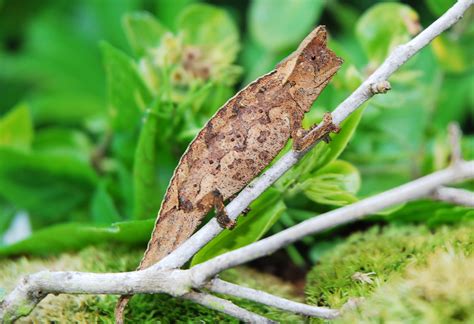 Horned Madagascar Pygmy Chameleons For Sale Brookesia Superciliaris