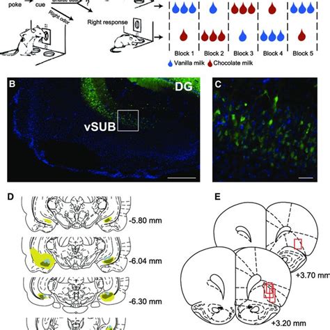 Ventral Subiculum Inactivation Reduced Ofc Selectivity For Response
