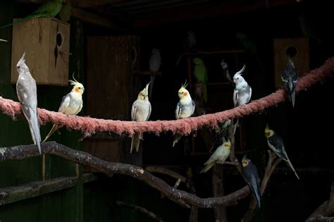 Top 10 Reasons To Choose A Cockatiel As Your Pet Jayden Joshua Aviculture